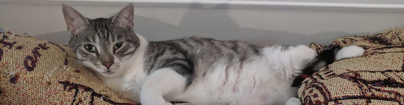 The blossoming of the Mellie-cat – Meta Interchange